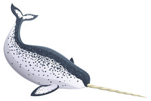 Narwhal Isolated Free Stock Photo - Public Domain Pictures