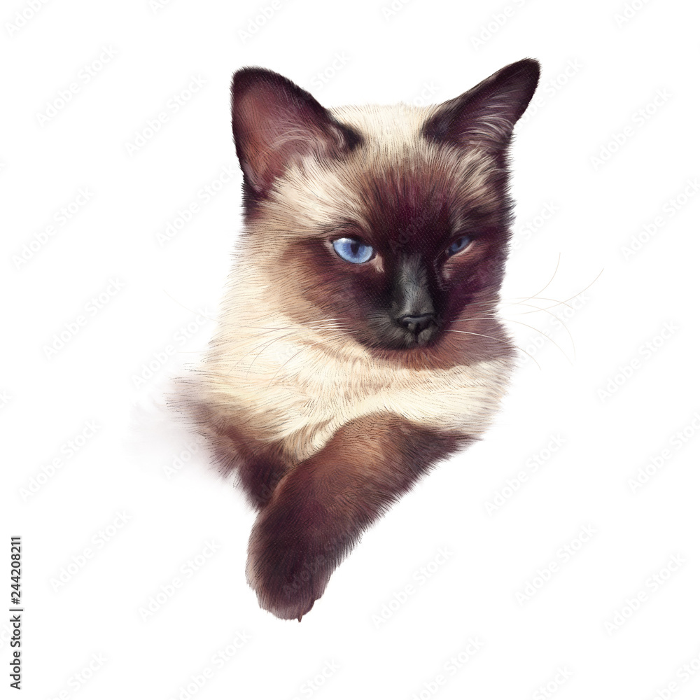Siamese cat isolated on white backgrounf. Realistic drawing of a cute ...