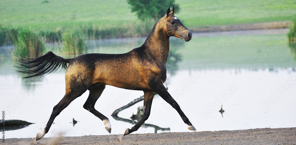 ภาพถ่าย Stock Dappled buckskin Akhal-Teke stallion runs in trot near ...