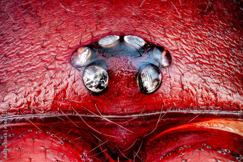 Extreme macro of a Woodlouse Hunter male spider head and eyes (Dysdera ...