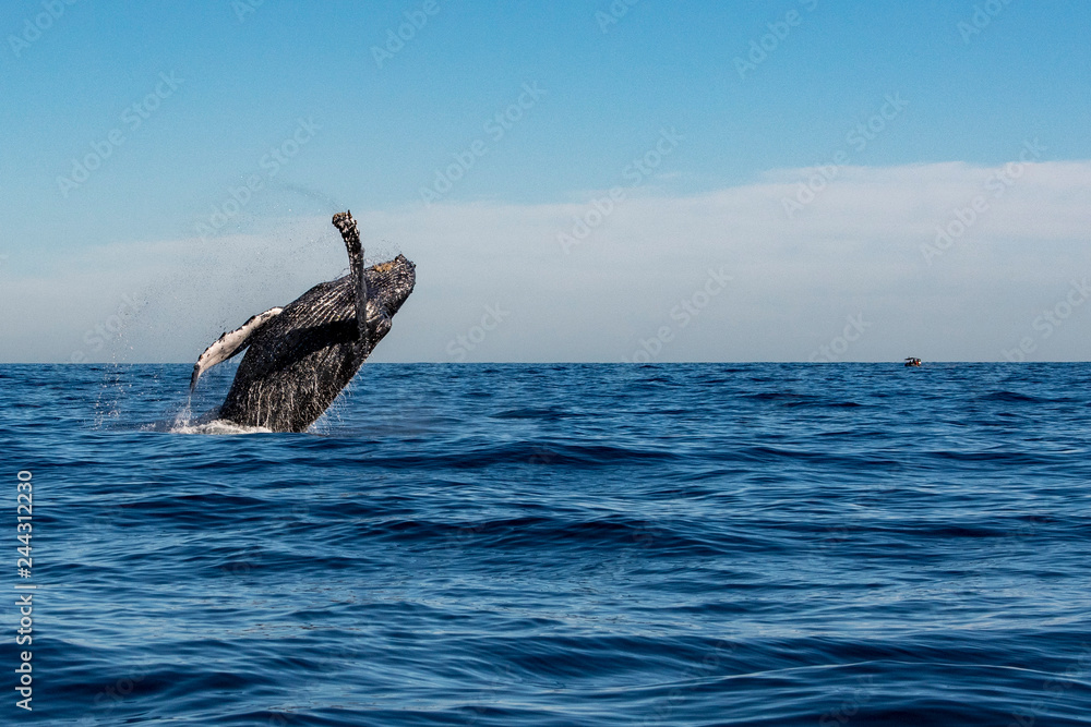 humpback whale breaching in cabo san lucas mexico Stock Photo | Adobe Stock