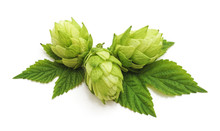 Hops Free Stock Photo - Public Domain Pictures