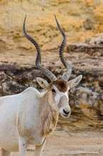 Addax - Animals Free Stock Photo - Public Domain Pictures