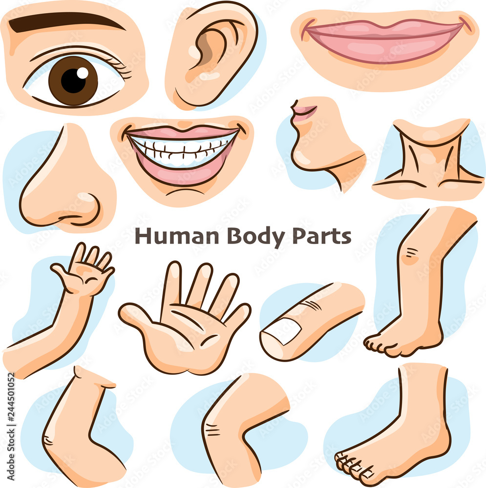 Human body parts - Vector Illustration Stock Vector | Adobe Stock