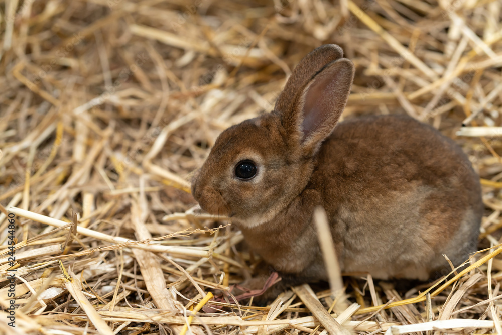 Mini Rex is a breed of domestic rabbit that was created in 1984 in ...