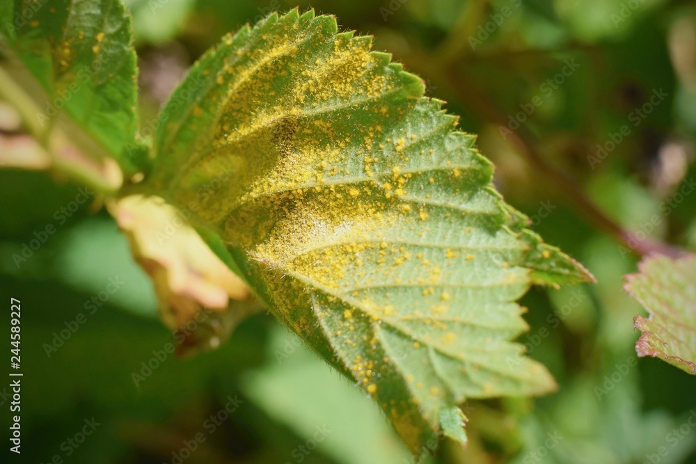 Plant disease detail, rust , fungal infection Stock Photo | Adobe Stock