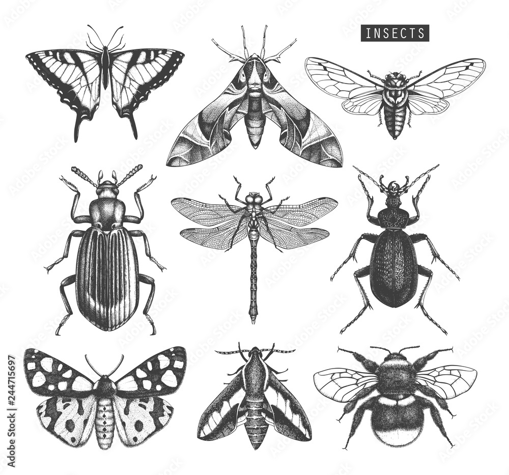 Vector collection of high detailed insects sketches. Hand drawn ...