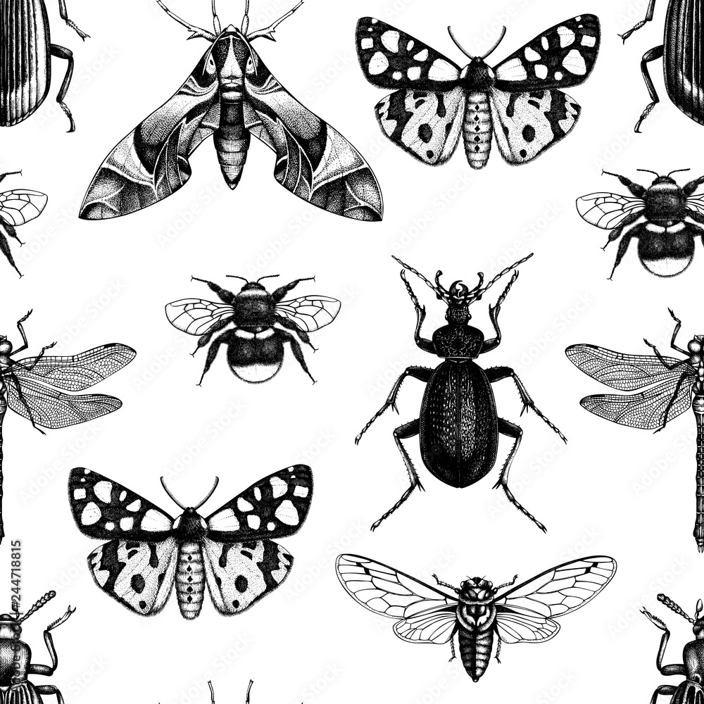 Vector background with high detailed insects illustrations. Hand drawn ...