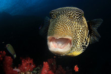 Puffer Fish Free Stock Photo - Public Domain Pictures