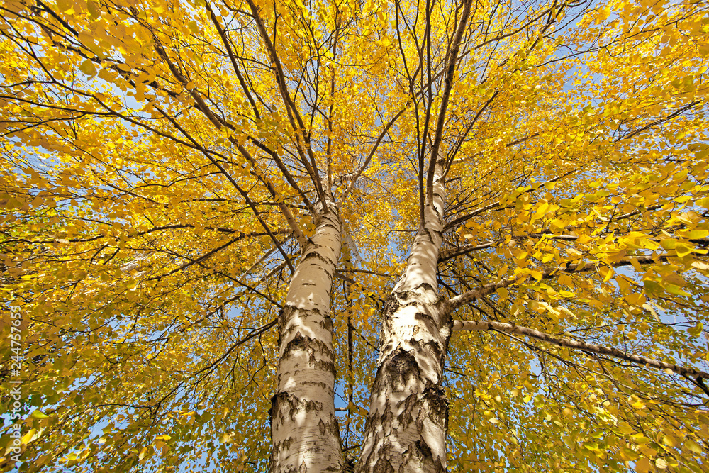 Yellowed leaves on trees in forests and parks. Stock Photo | Adobe Stock