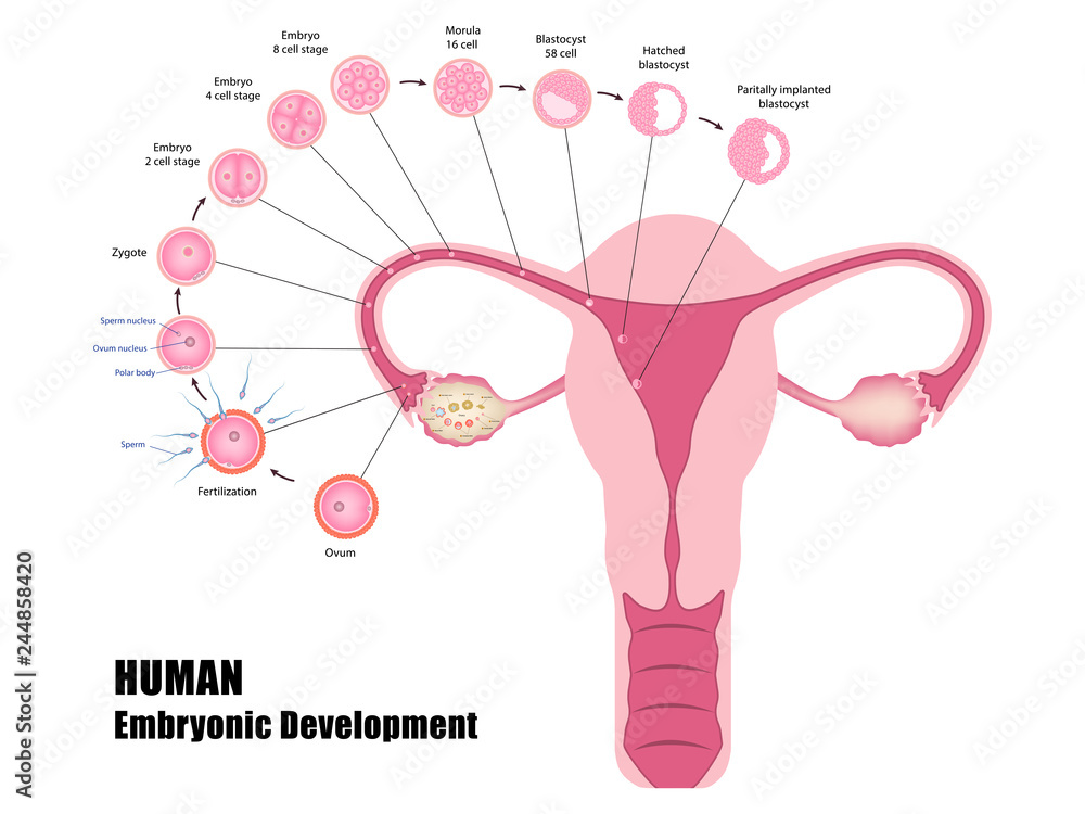 Early stages of human development from ovulation to implantation of blastocyst in the uterine ...