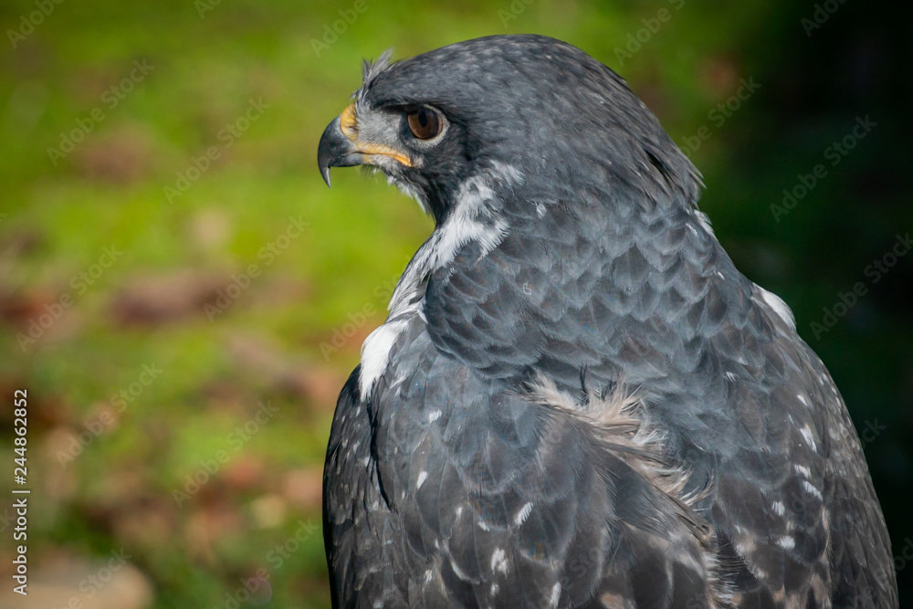 African red-tailed hawk (Angur buzzard) enjoying the sun on a warm ...