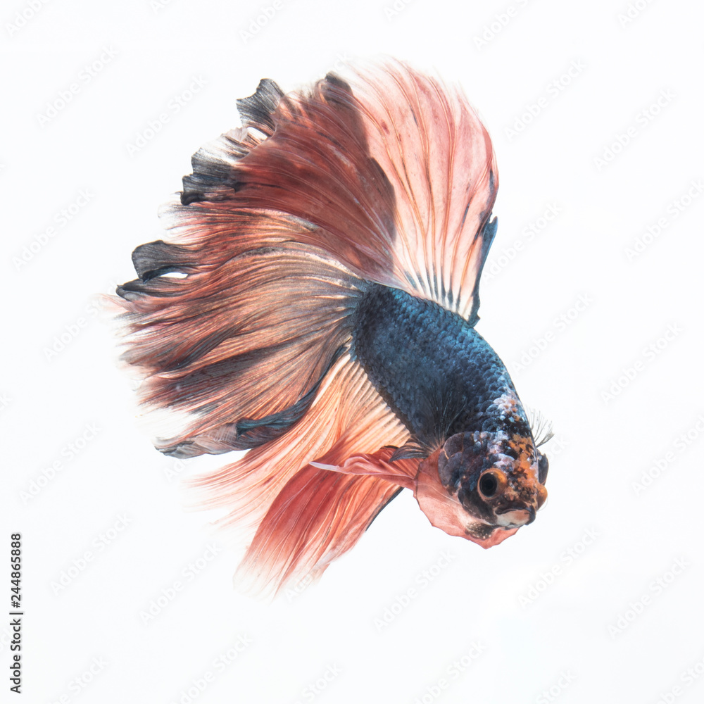 Siamese Fighting Fish - Siamese Fighting Fish also known as Betta is ...