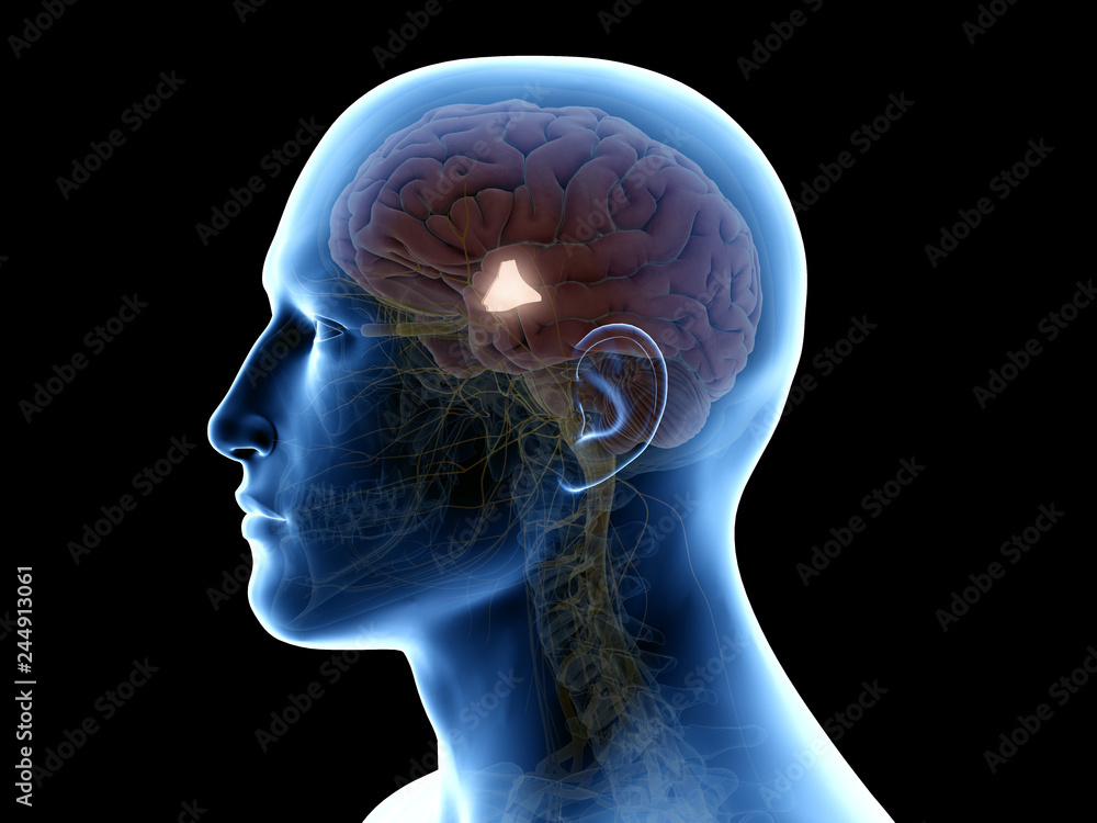 3d rendered medically accurate illustration of the hypothalamus Stock ...