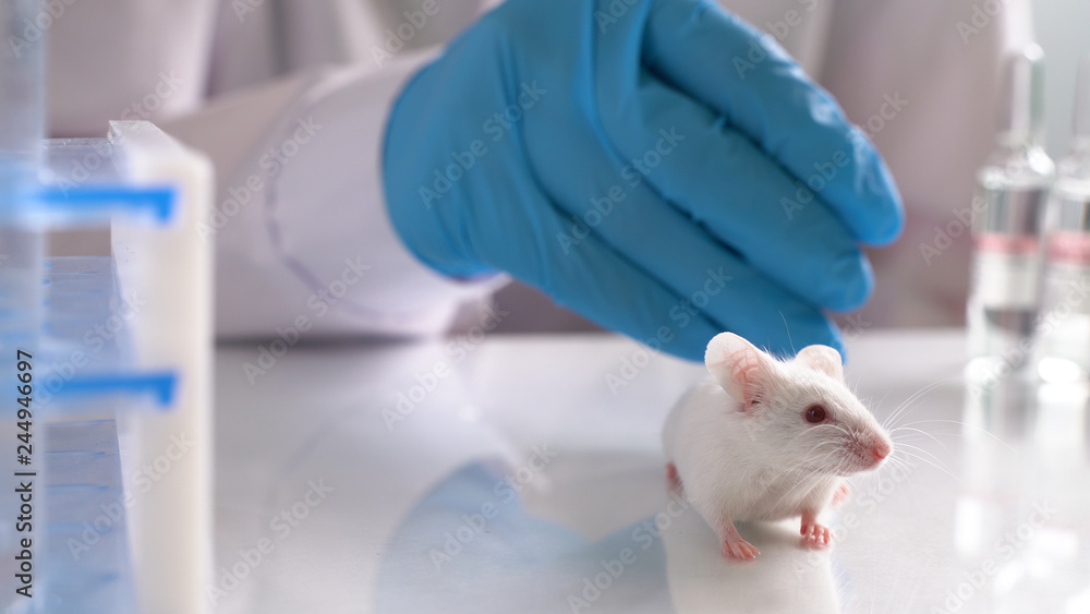 Experimental mice in science Stock Photo | Adobe Stock
