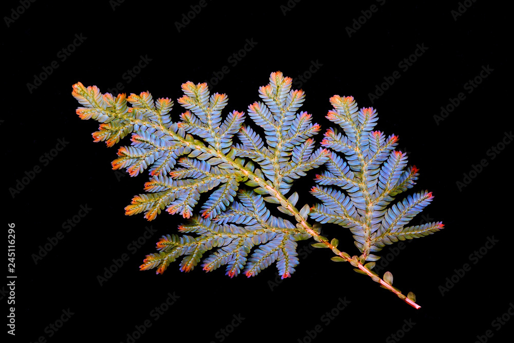 Peacock fern (Selaginella willdenowii) is a species of spikemoss known ...