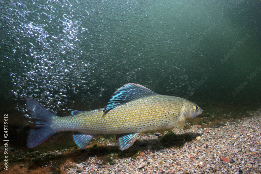Foto de Stock Grayling (Thymallus thymallus). Swimming freshwater fish ...