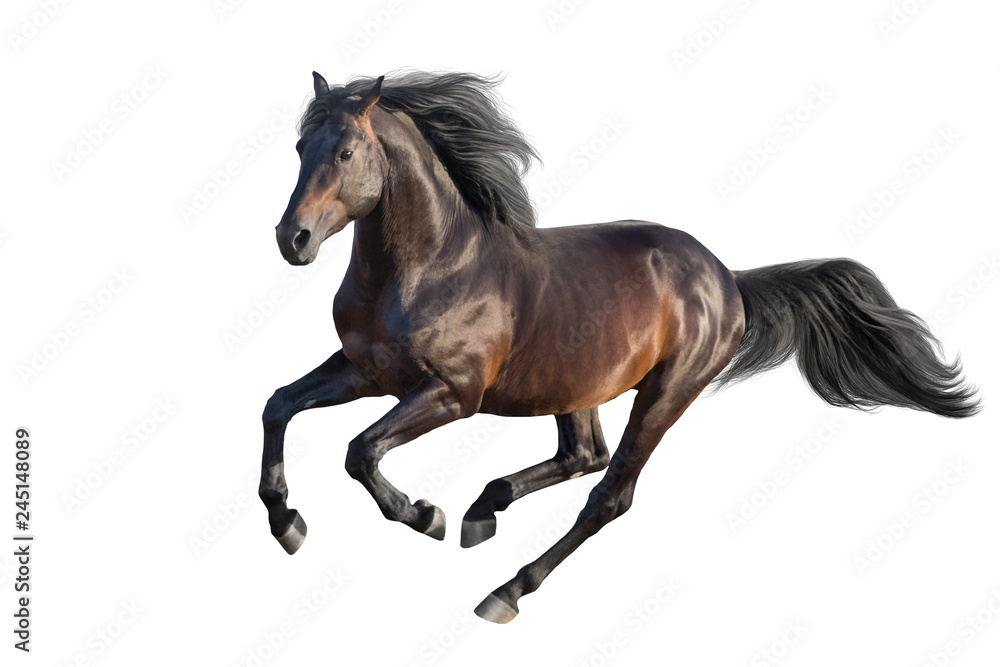Bay stallion run gallop isolated on white Stock Photo | Adobe Stock