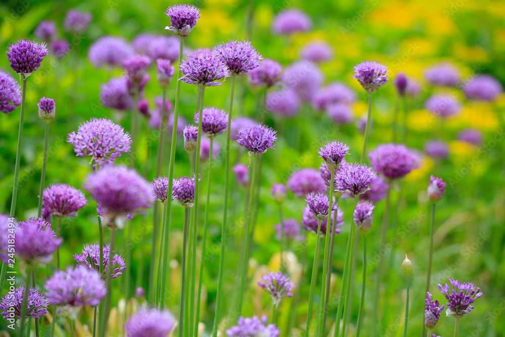Zierlauch (Allium) Blüten im Garten Stock Photo | Adobe Stock