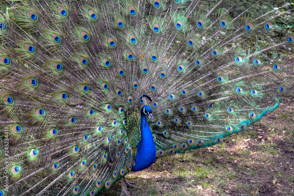 Peacock fanning tail feathers Stock Photo | Adobe Stock