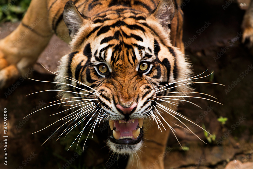angry sumatran tiger Stock Photo | Adobe Stock