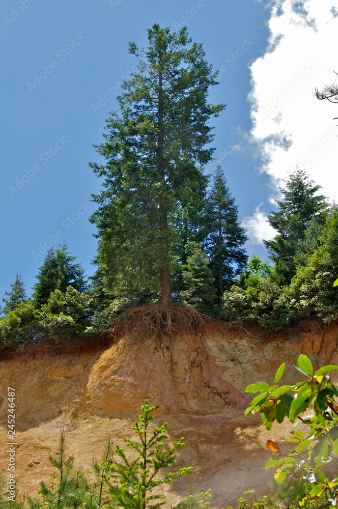 Headward Erosion exposes roots of large tree and shallow soil horizon ...
