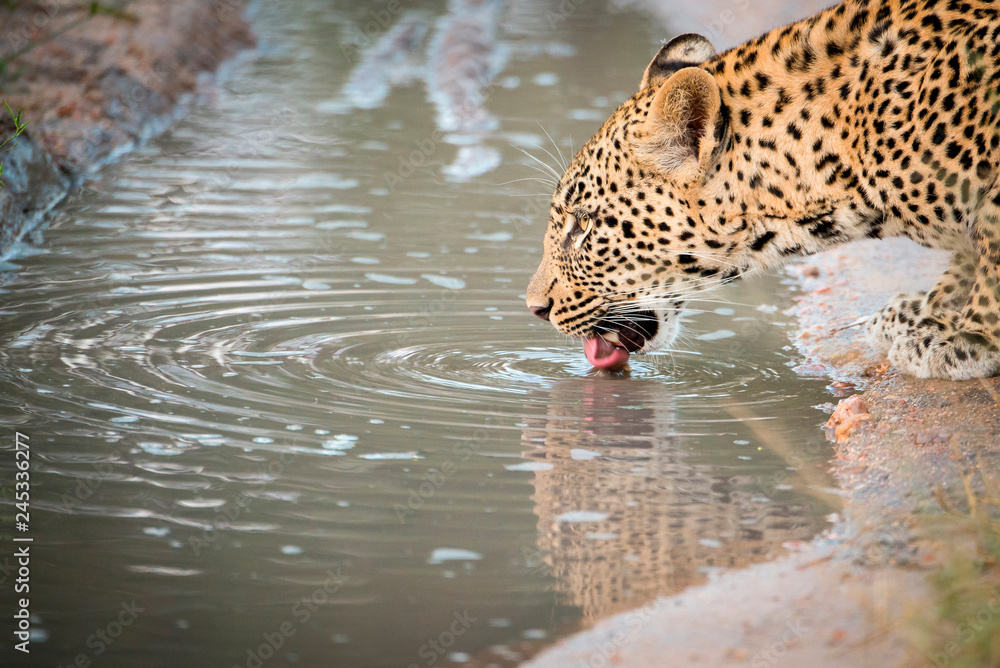A side-profile head shot of a female leopard, Panthera pardus, lapping ...