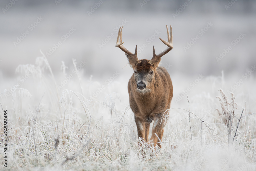 White-tailed deer buck in frost covered field Stock Photo | Adobe Stock