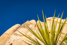Joshua Tree Closeup Leaves Free Stock Photo - Public Domain Pictures