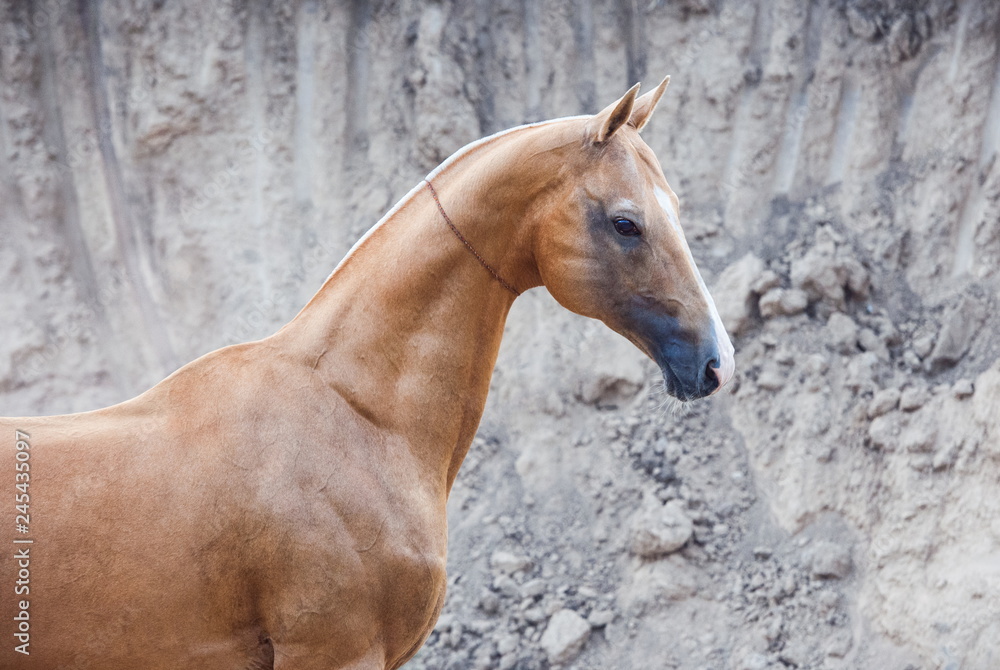 Palomino Akhal Teke stallion stand beside grey dune. Horizontal, side ...
