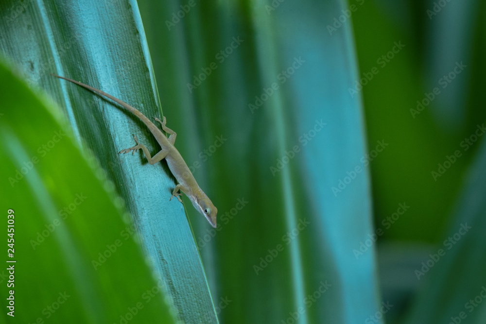 Grüner Anolis (Anolis carolinensis): Stock Photo | Adobe Stock