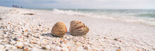Collecting Shells On The Beach Free Stock Photo - Public Domain Pictures