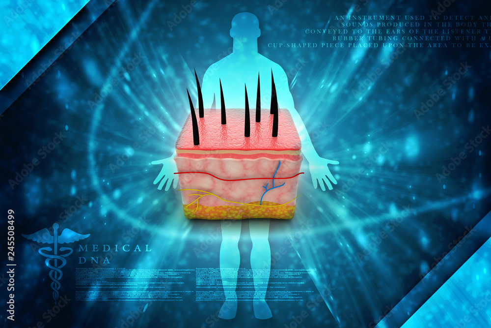 3d rendering Human skin anatomy Stock Illustration | Adobe Stock