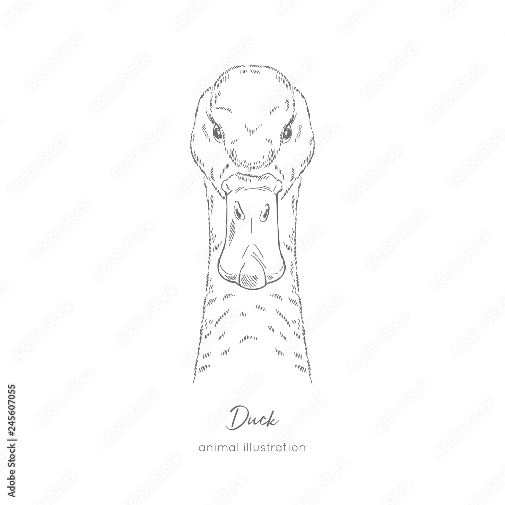 Symmetrical Vector portrait illustration of duck bird. Hand drawn ink ...