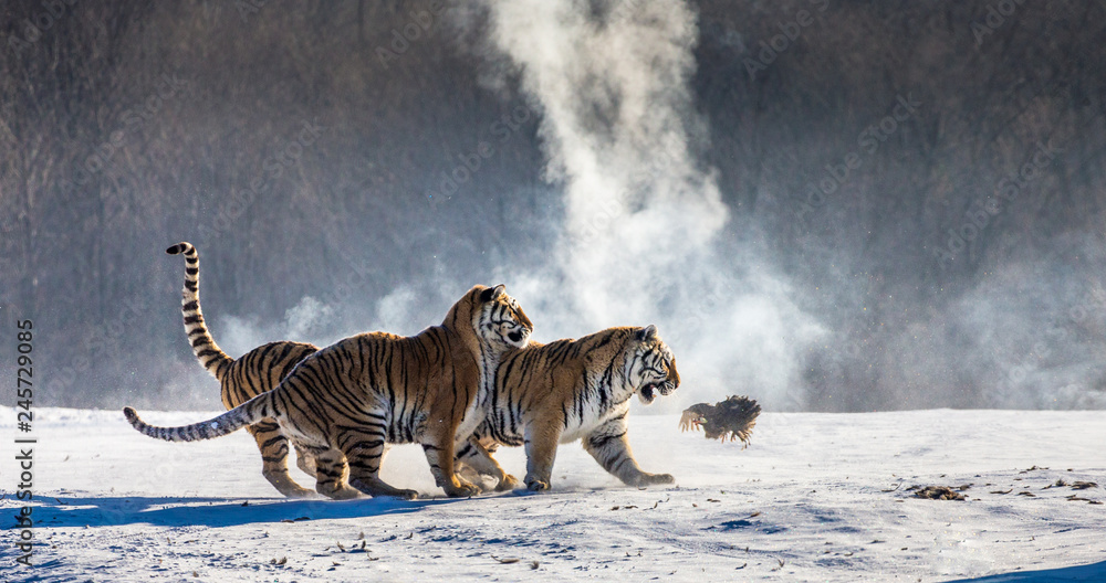 Siberian (Amur) tigers in a snowy glade catch their prey. Very dynamic shot. China. Harbin ...
