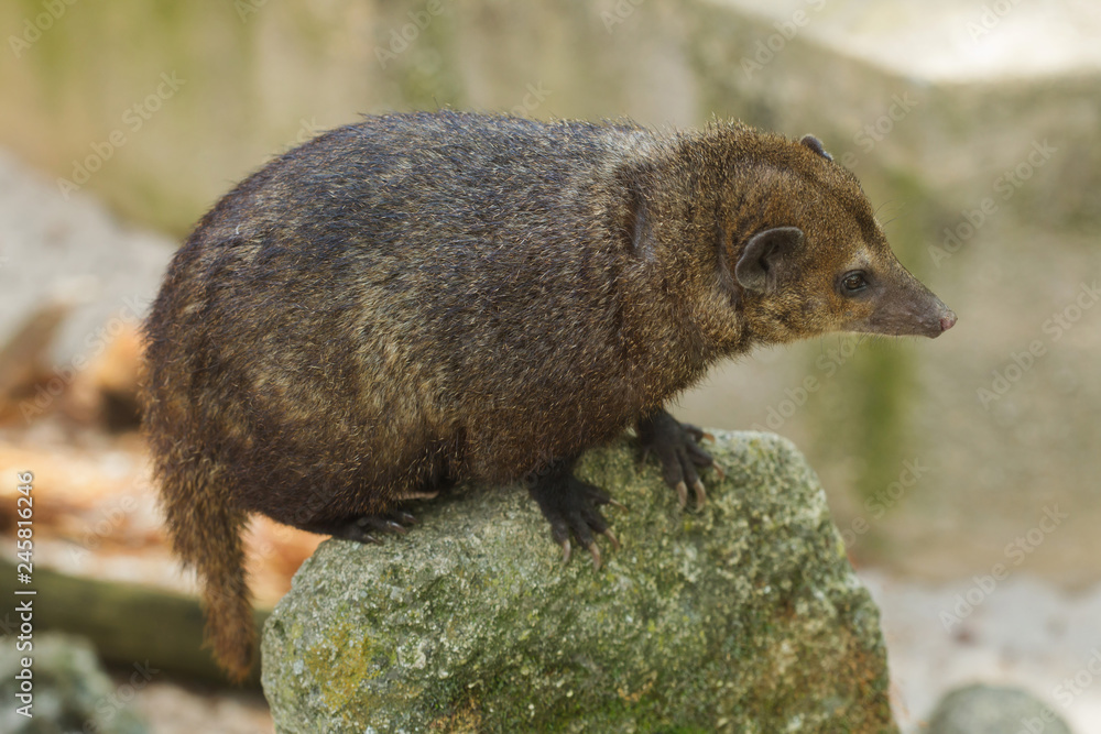 Common kusimanse (Crossarchus obscurus) Stock Photo | Adobe Stock