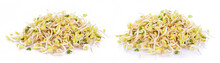 Bean Sprouts Free Stock Photo - Public Domain Pictures