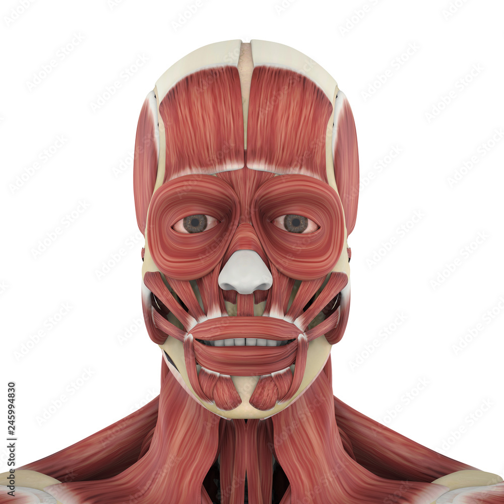 Human Muscle Anatomy Face