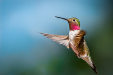 Hummingbird Close-up Free Stock Photo - Public Domain Pictures