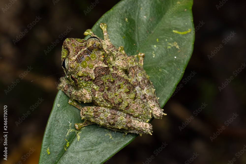 Macro Image of Mossy Tree Frog: Rhacophorus everetti. Sabah, Borneo ...