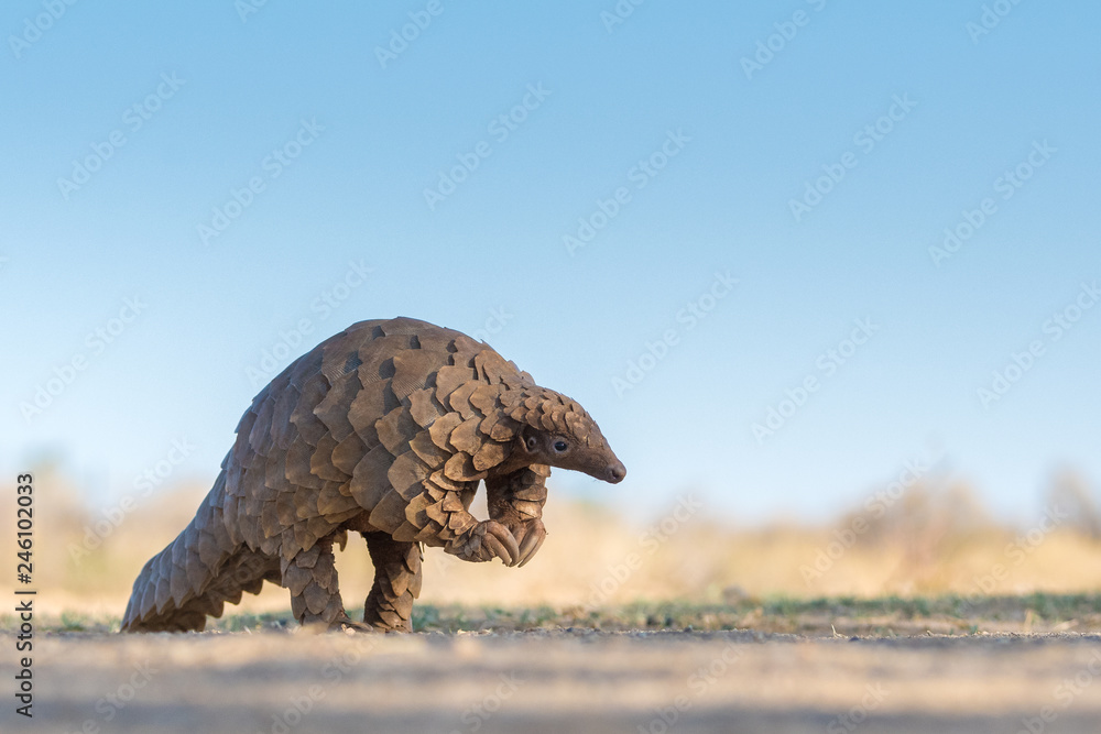 Ground Pangolin (Smutsia temminckii) Stock Photo | Adobe Stock