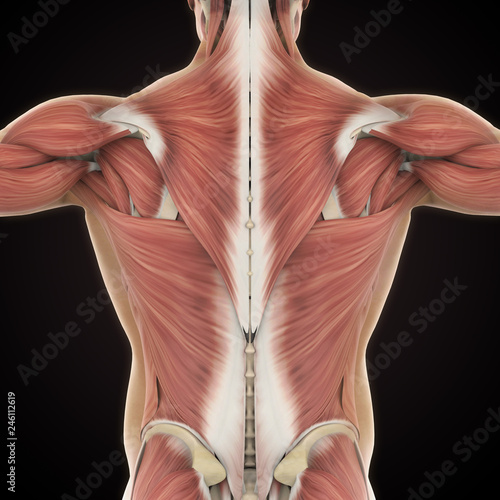 Muscles of the Back Anatomy - Buy this stock illustration and explore ...