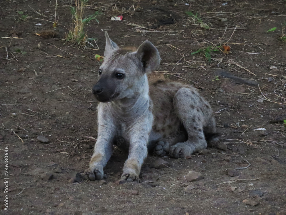 Young hyena sitting on the side of a road in Kruger National Park ...