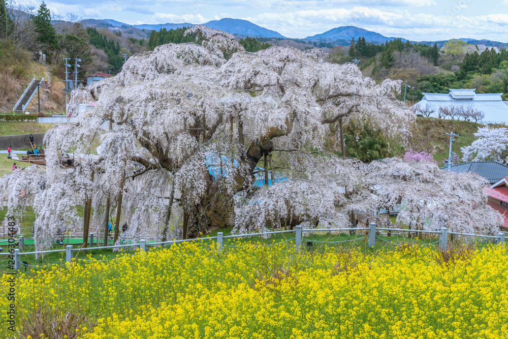 Miharu Takizakura, Ancient giant weeping sakura in full blooming ...
