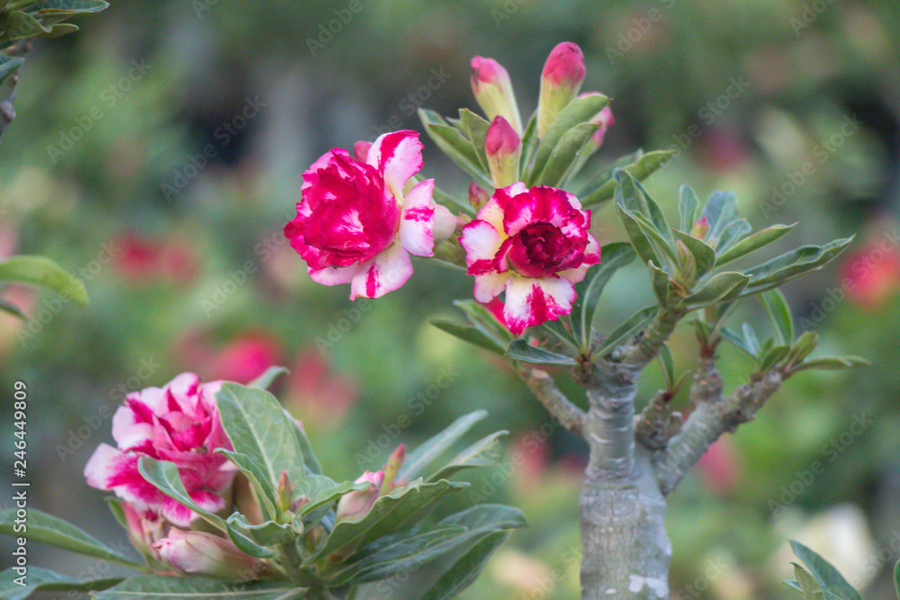Pink and white Adenium obesum flower in green background. Common names ...