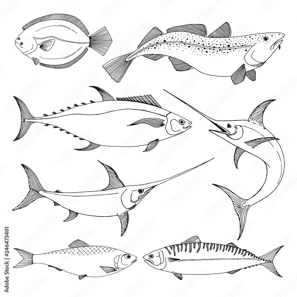Set of different sea fishes. Vector illustration in sketch style Stock ...