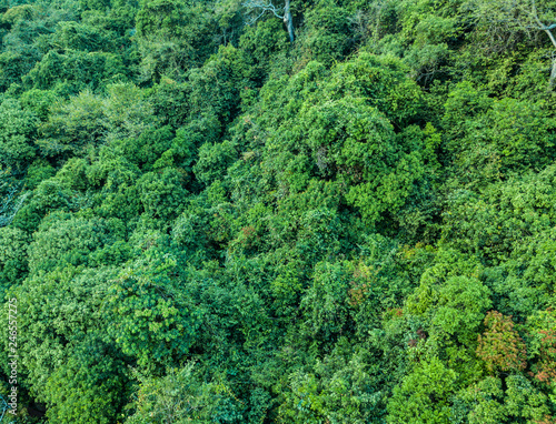 Healthy green trees in a forest of old spruce, fir and pine trees in ...