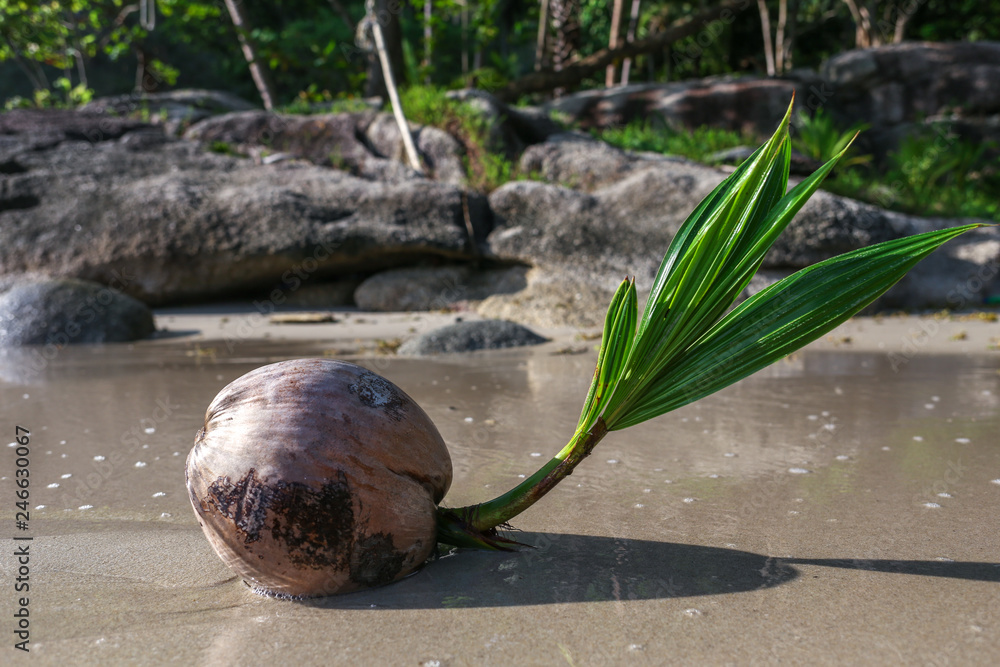 Coconut tree sprout washes up on the shore of a tropical beach in Koh ...