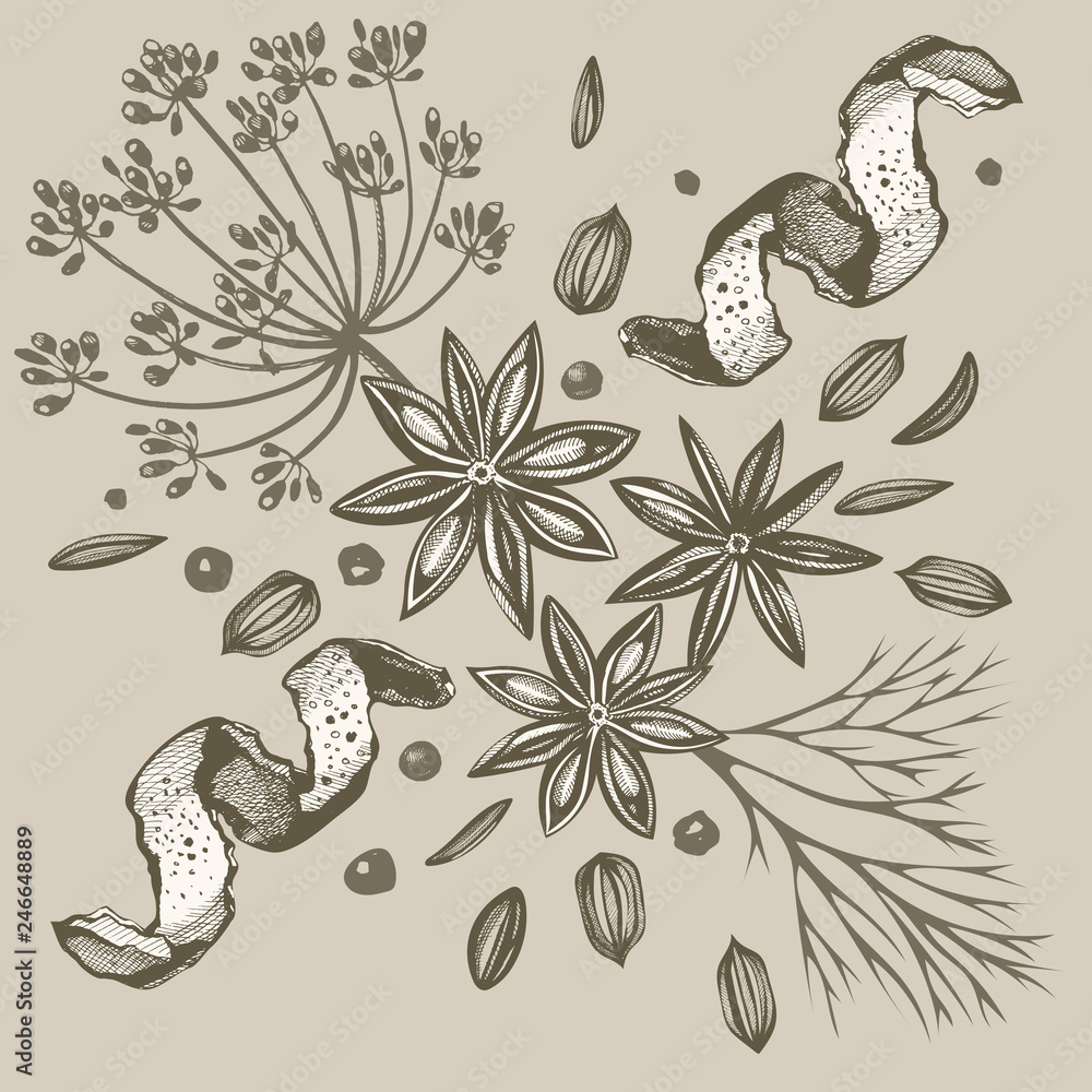 Vector seamless background with hand drawn herbs and spices. Hand drawn ink illustration ...