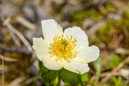 National Flower Of Alberta Canada | Best Flower Site